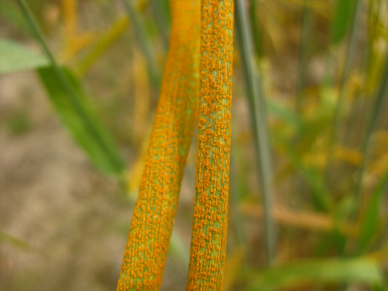 New study identifies wheat varieties that resist the destructive stripe rust disease